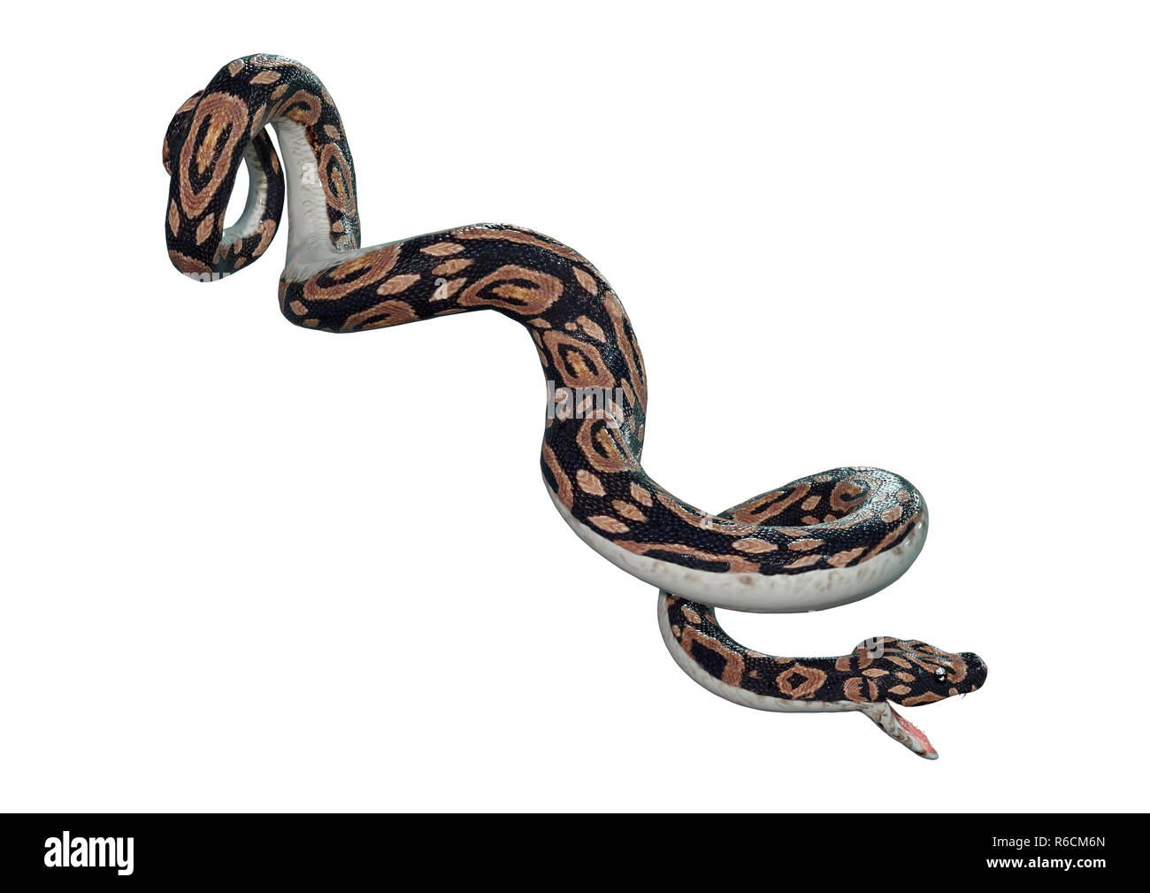 3D Rendering Ball Python on White Stock Photo - Alamy