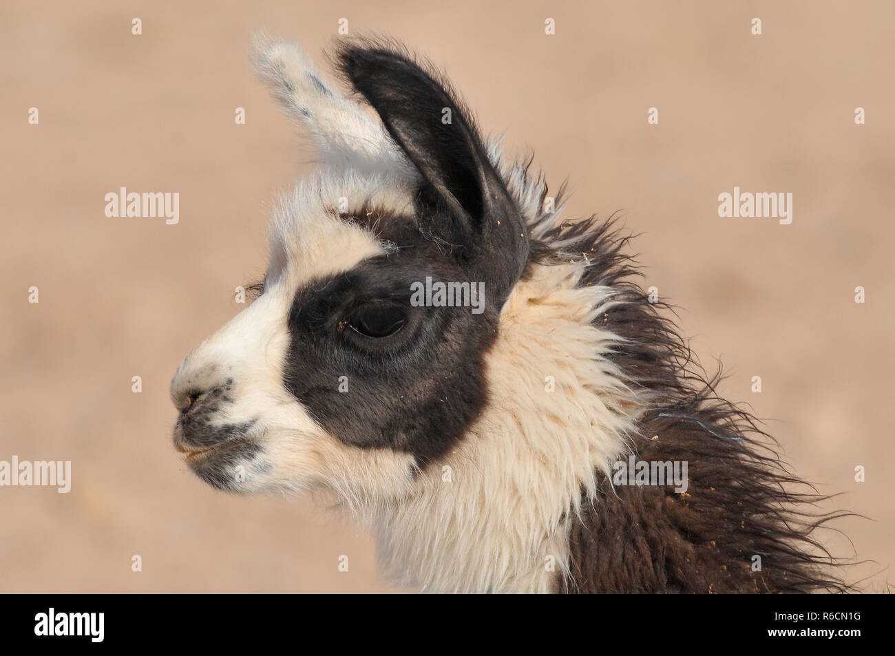 Baby llama hi-res stock photography and images - Alamy