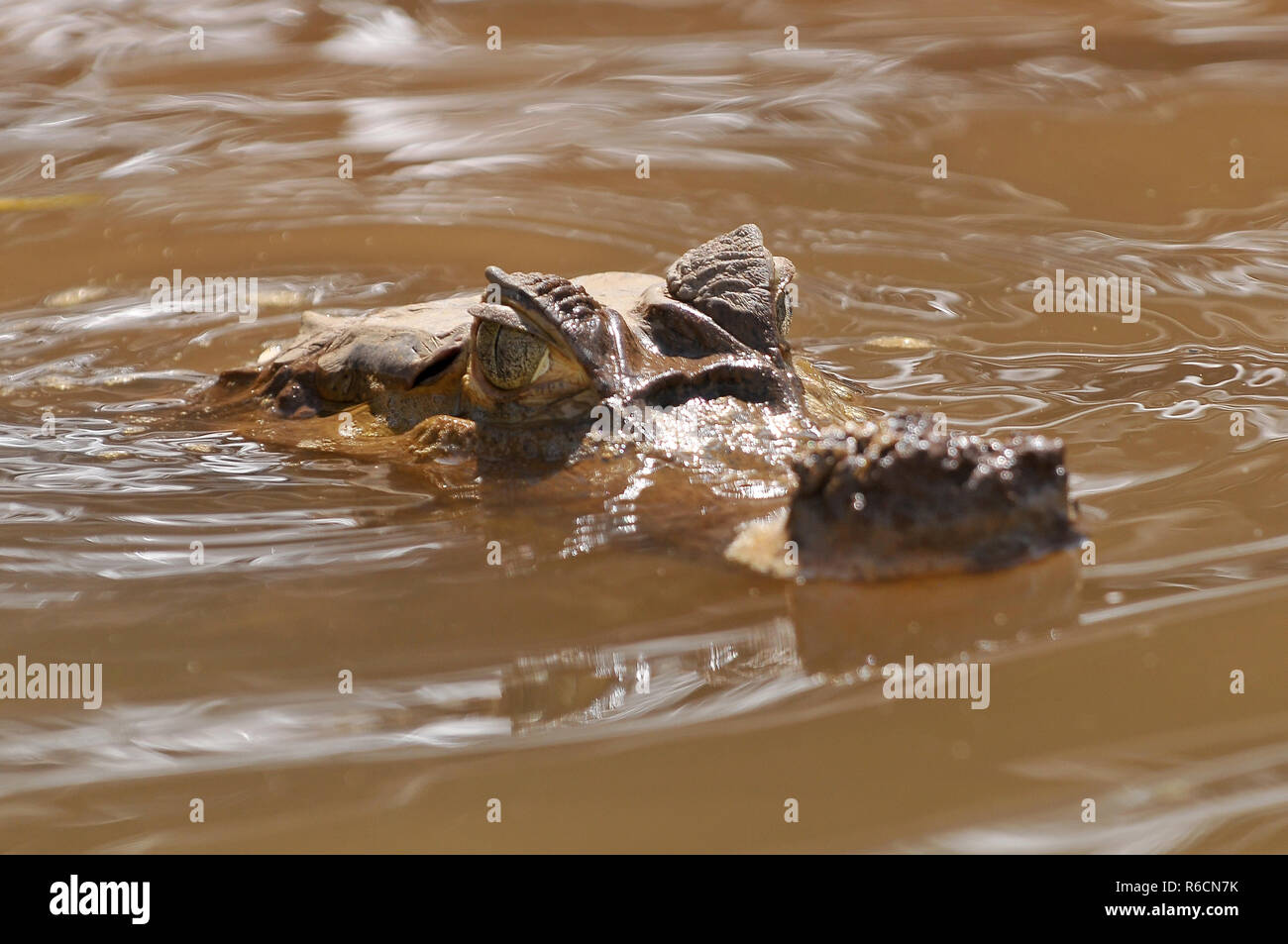 Peru, Amazon Rainforest, The Spectacled White Or Common Caiman, Caiman ...