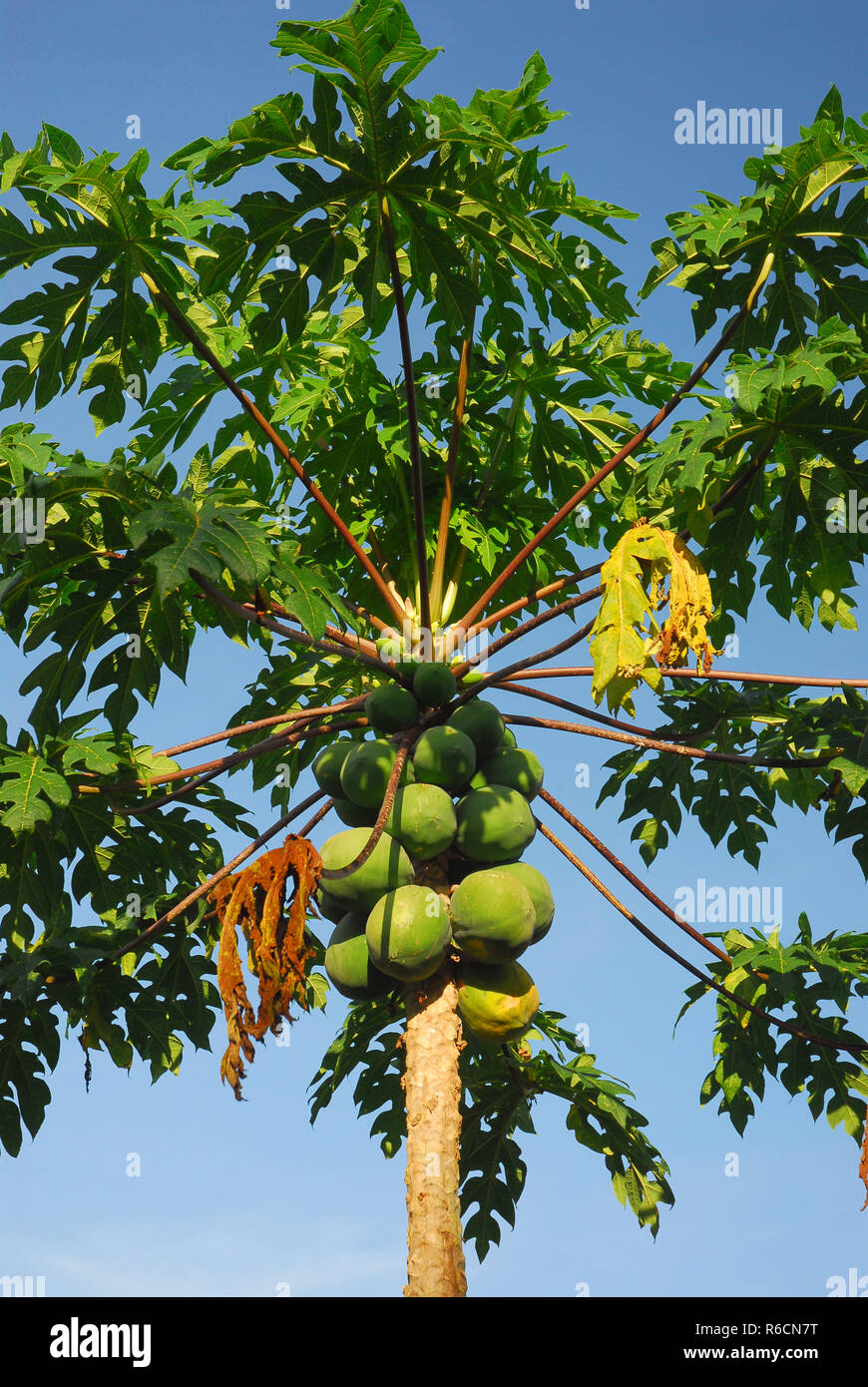 Peru, Papaya Tree Stock Photo - Alamy