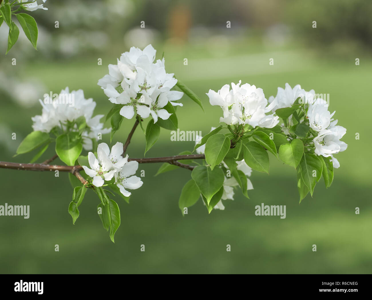 Blooming wild pear tree pyrus hi-res stock photography and images - Alamy