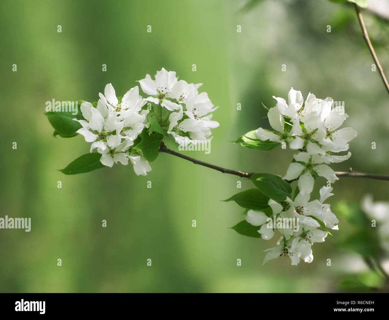Blooming wild pear tree pyrus hi-res stock photography and images - Alamy