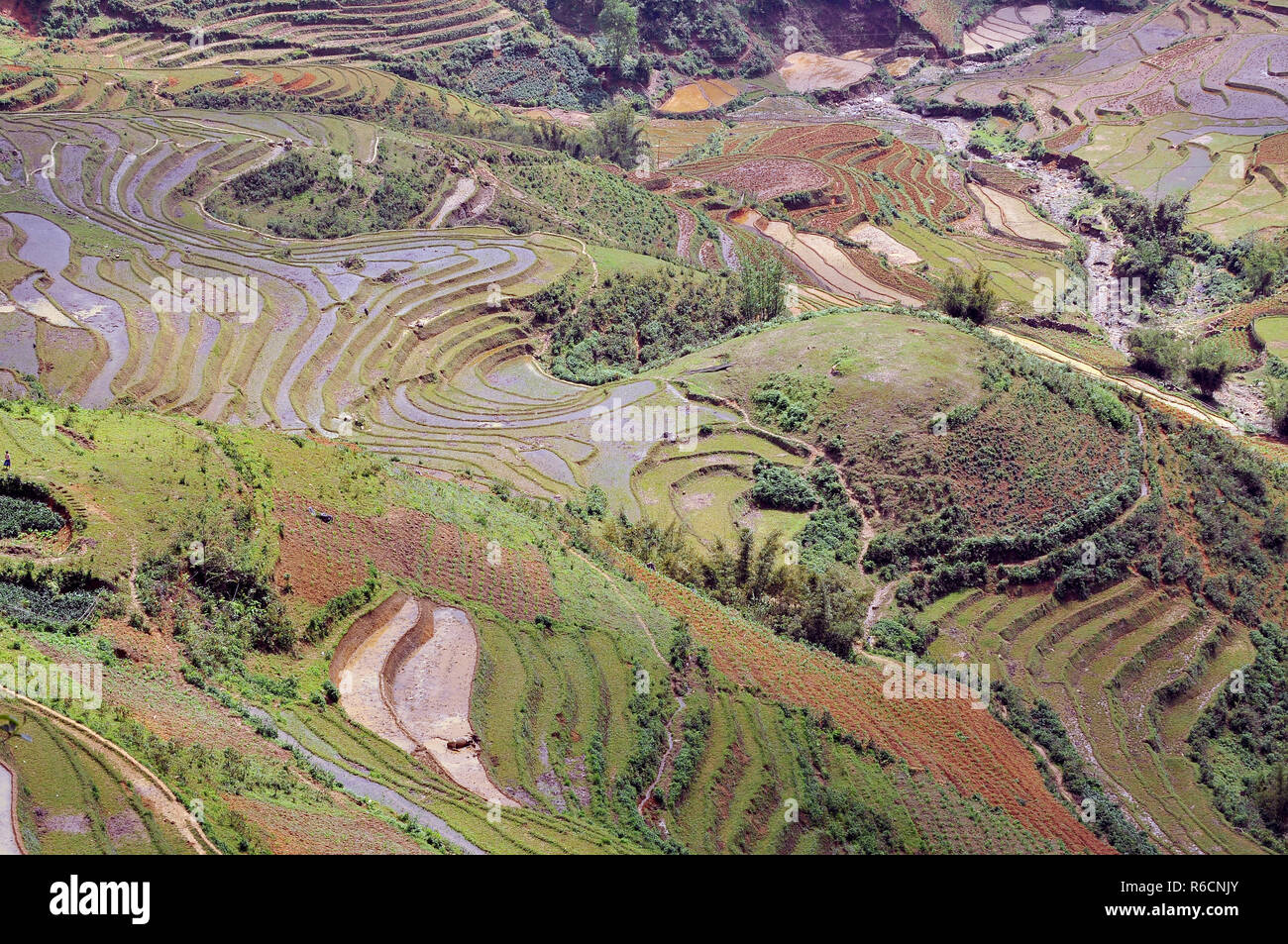 Vietnam, Sapa, Rice Terraces Of Sapa Vietnam Stock Photo - Alamy