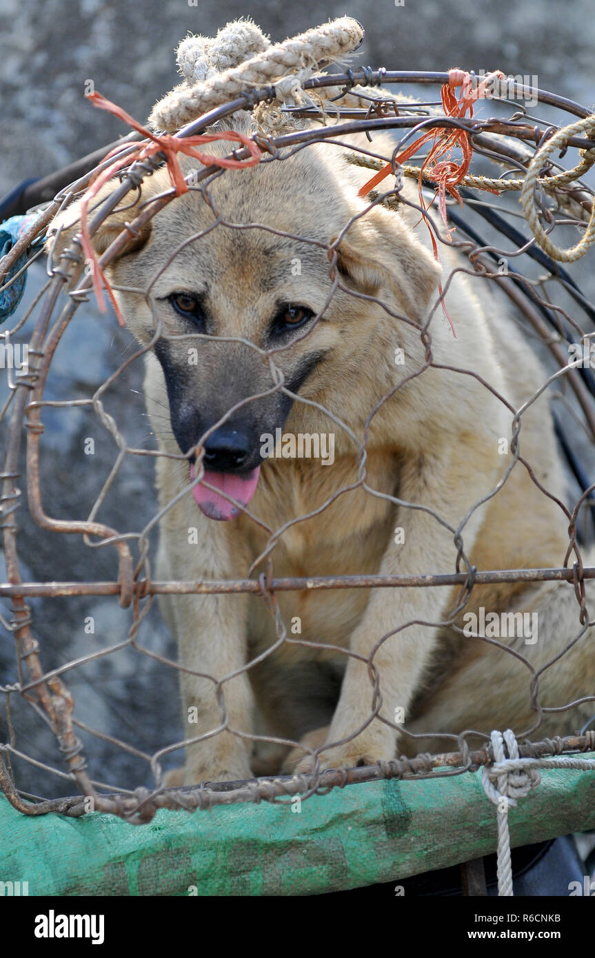 Vietnam, Bac Ha, Dog In A Cage, Small Animal Market, Bac Ha Stock Photo ...