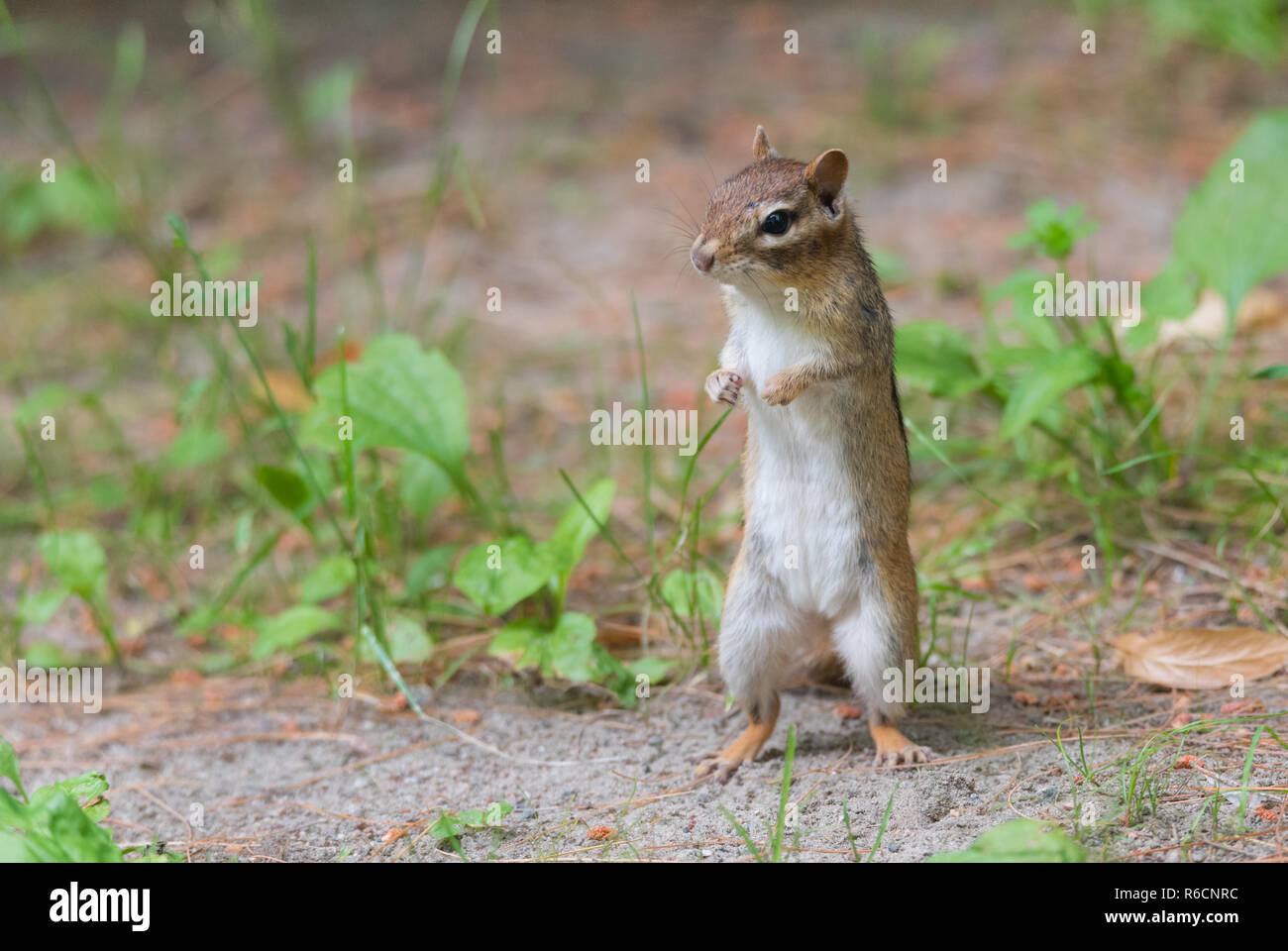 Cute small chipmunk standing on hi-res stock photography and images - Alamy