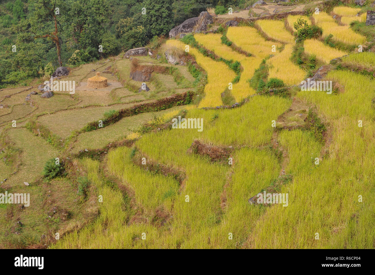 Nepal, Nayapul, Rice Terraces Stock Photo - Alamy