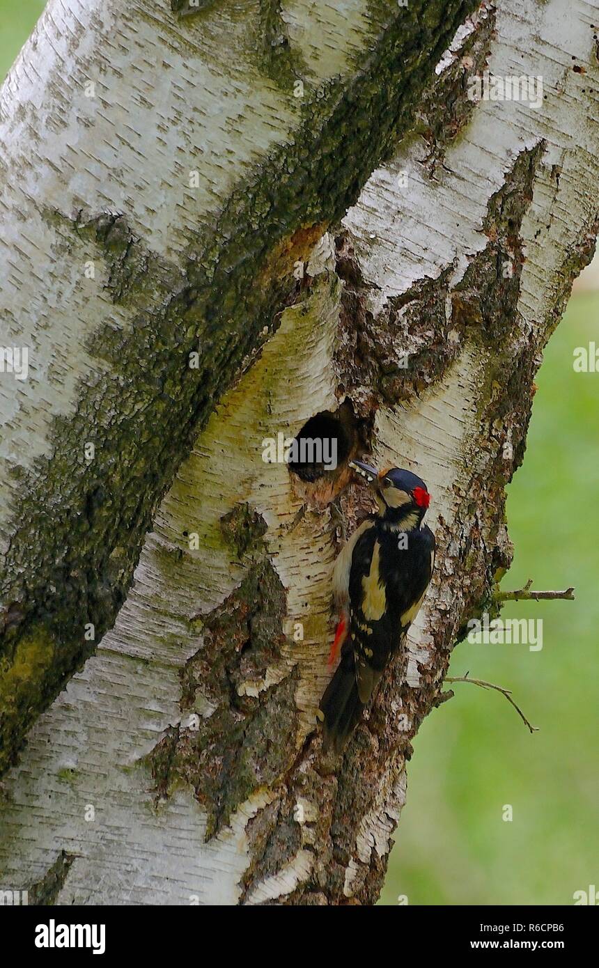 Buntspecht birch hi-res stock photography and images - Alamy