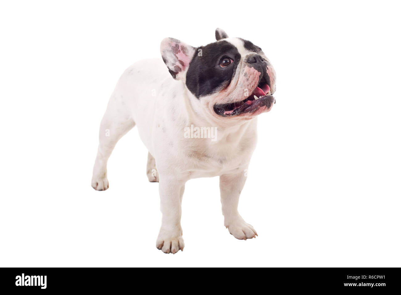 Sweet tiny french bulldog Cut Out Stock Images & Pictures - Alamy