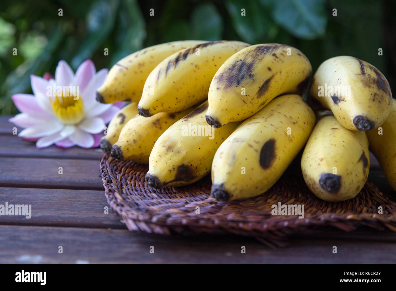 Yellow cultivated banana, Raw Organic Yellow Baby Bananas in a Bunch ...