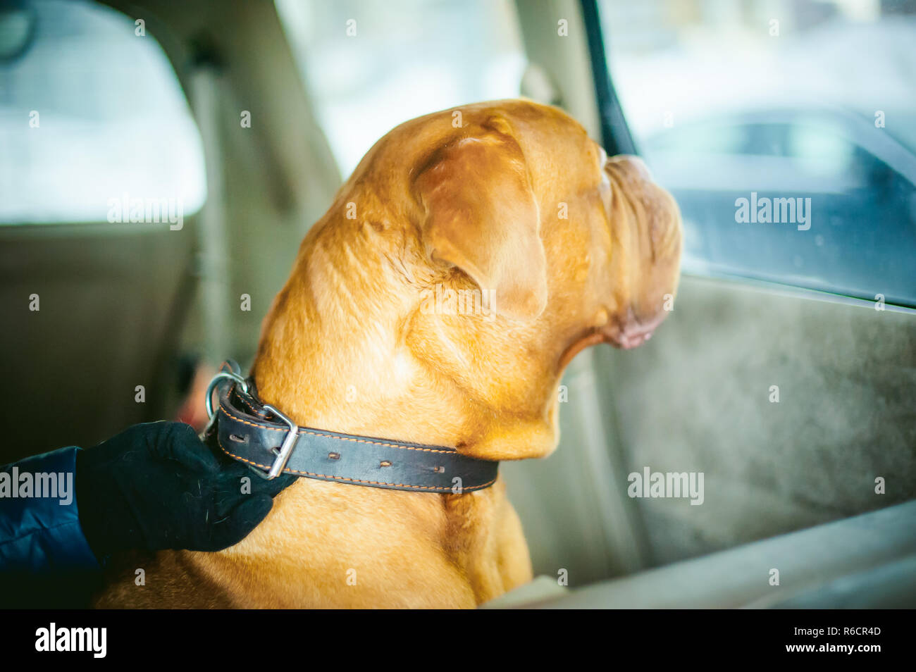 Dogue de Bordeaux is sitting in the car. Portrait of a big red dog ...