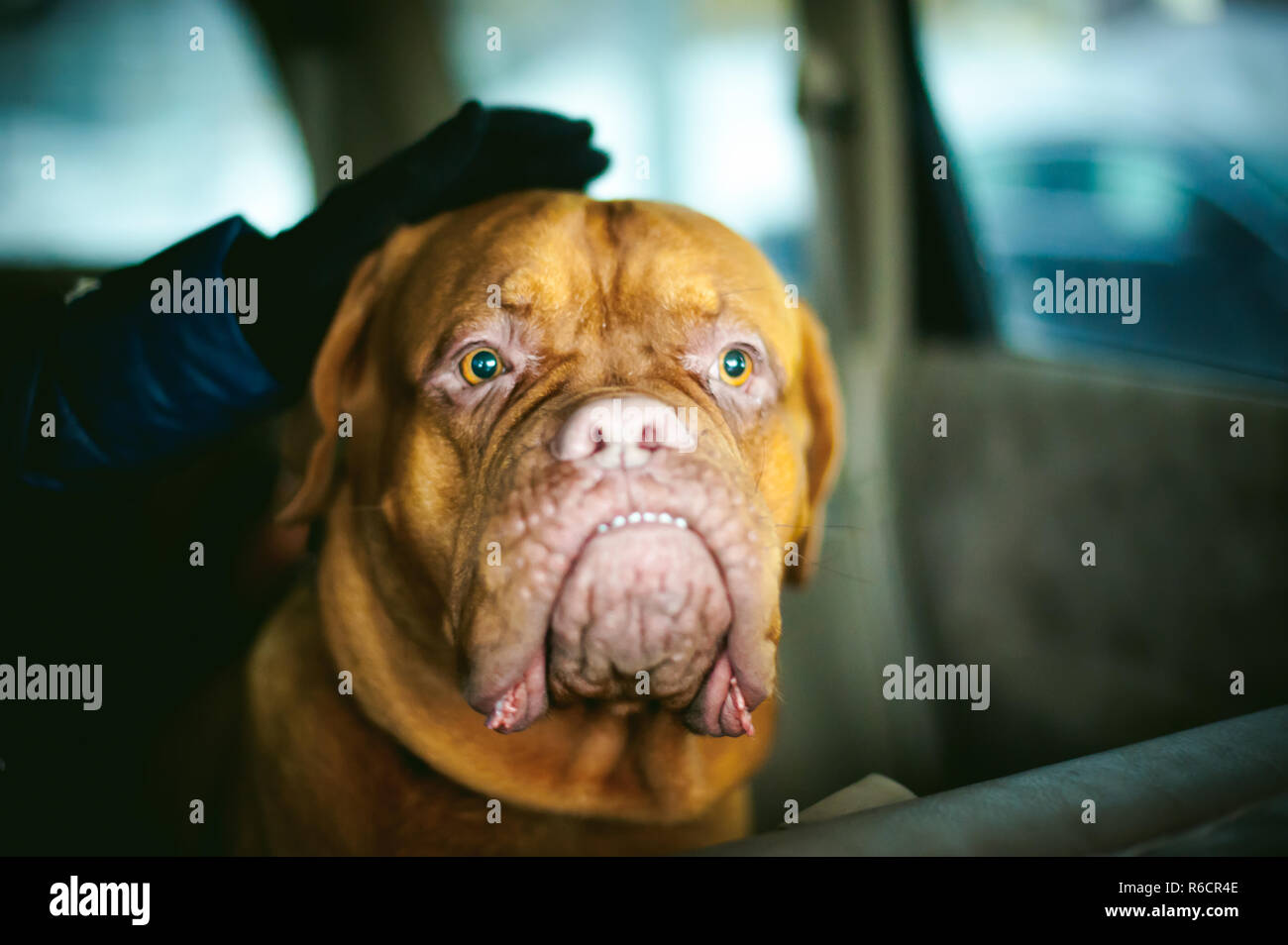 Dogue de Bordeaux is sitting in the car. Portrait of a big red dog ...