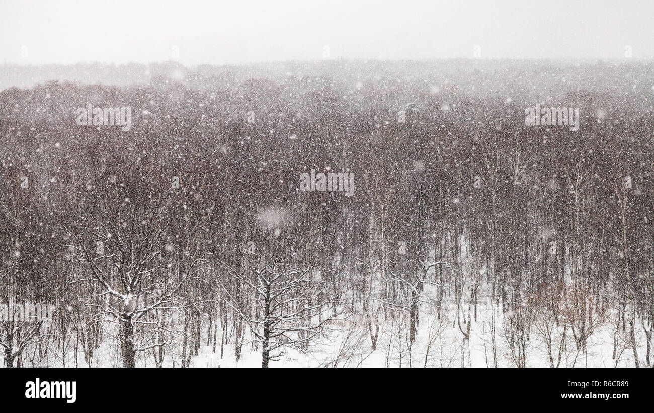 panoramic view of heavy snowfall over woods Stock Photo - Alamy