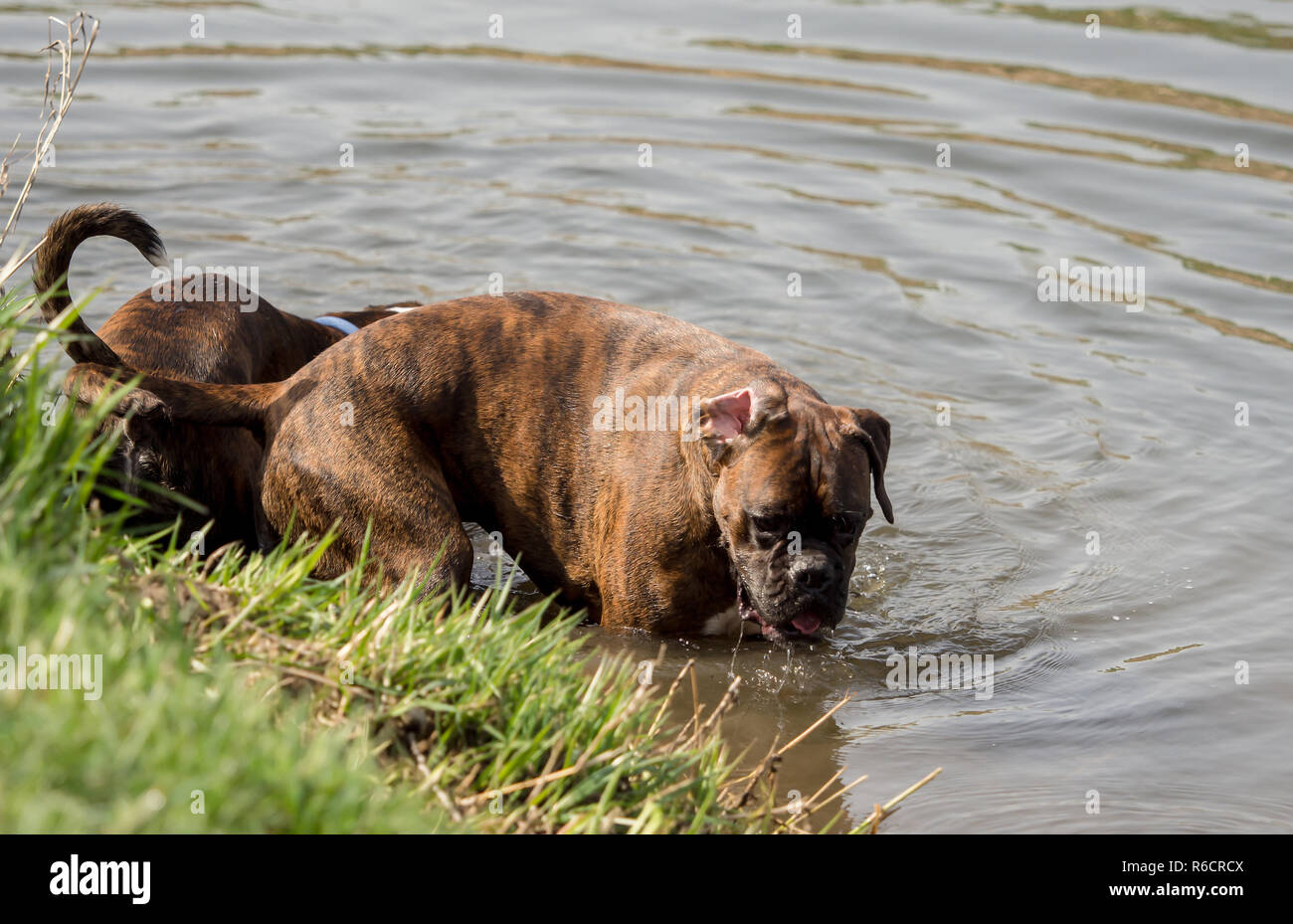 Water wise grass hi-res stock photography and images - Alamy