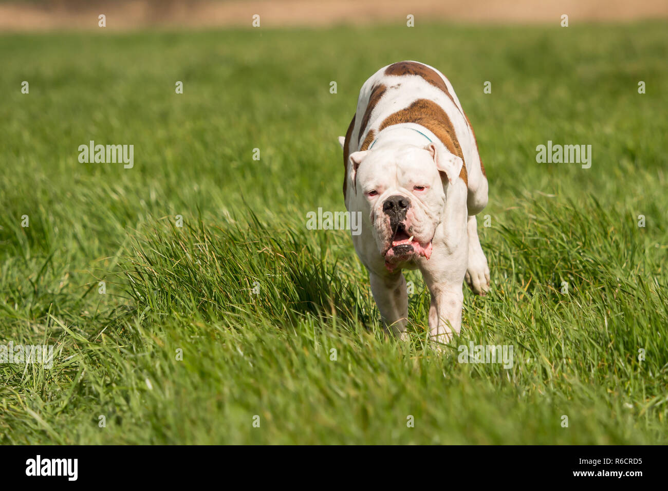Purebred boxers hi-res stock photography and images - Alamy