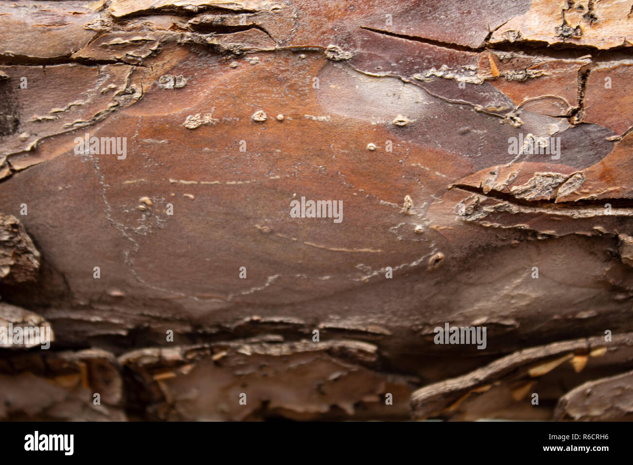 close up of apple tree bark Stock Photo - Alamy