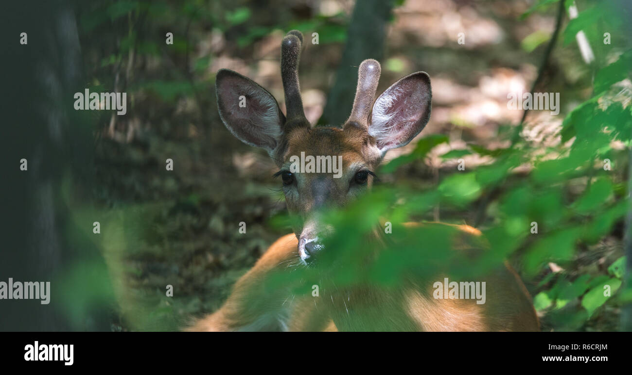 Tired deer hi-res stock photography and images - Alamy