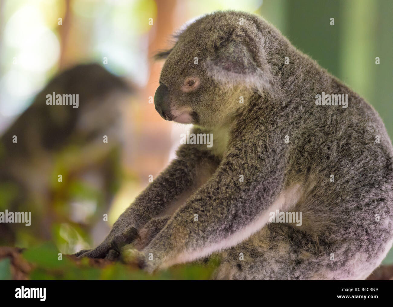 Portrait of koala marsupial native to Australia Stock Photo - Alamy