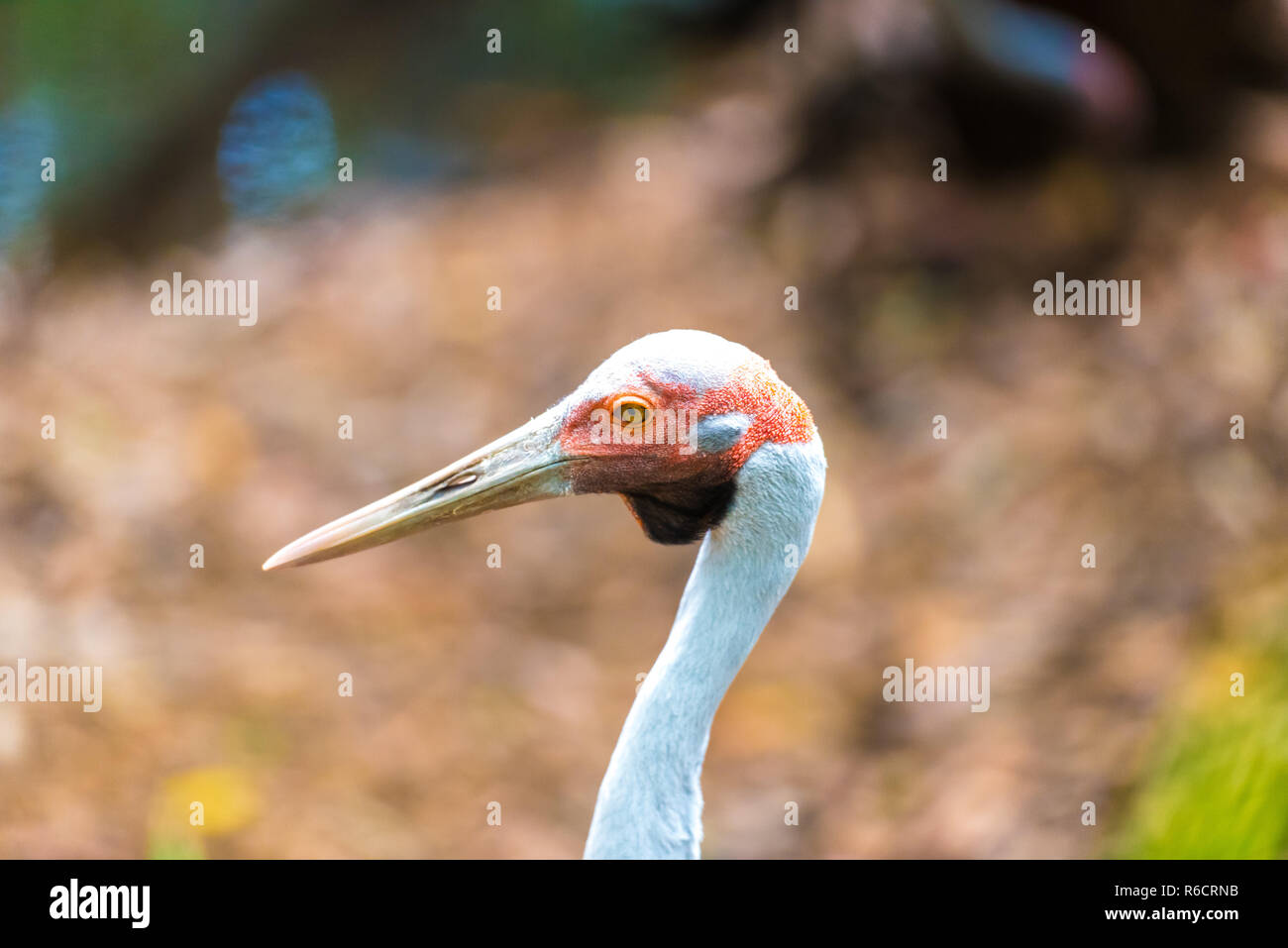 Portrait of a brolga bird, famous for their mating dance Stock Photo ...