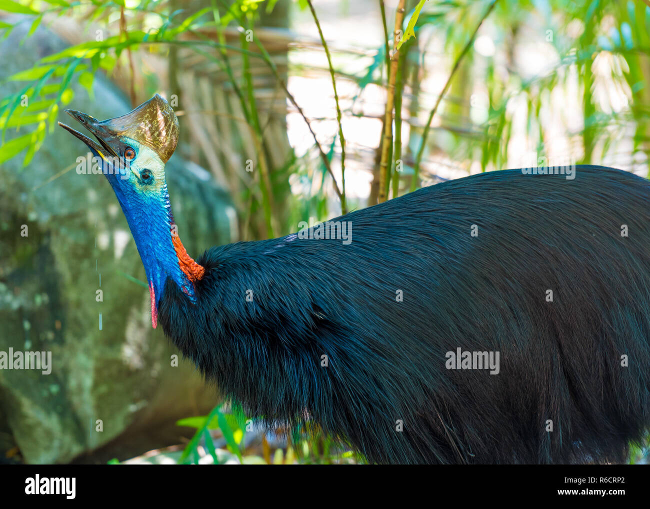 Doublewattled Cassowary High Resolution Stock Photography and Images ...