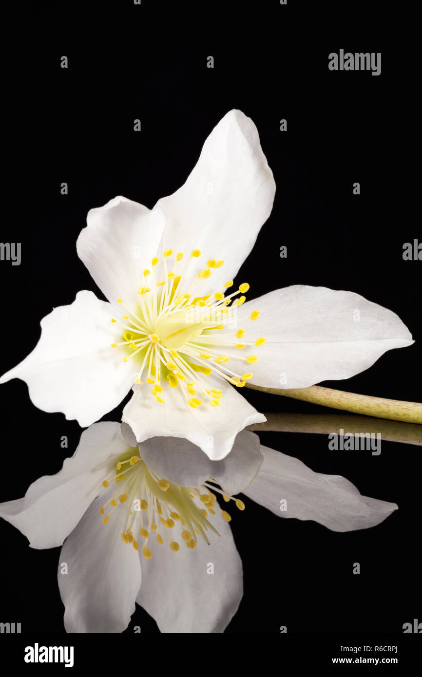 Single spring flower of white helleborus isolated on black background ...