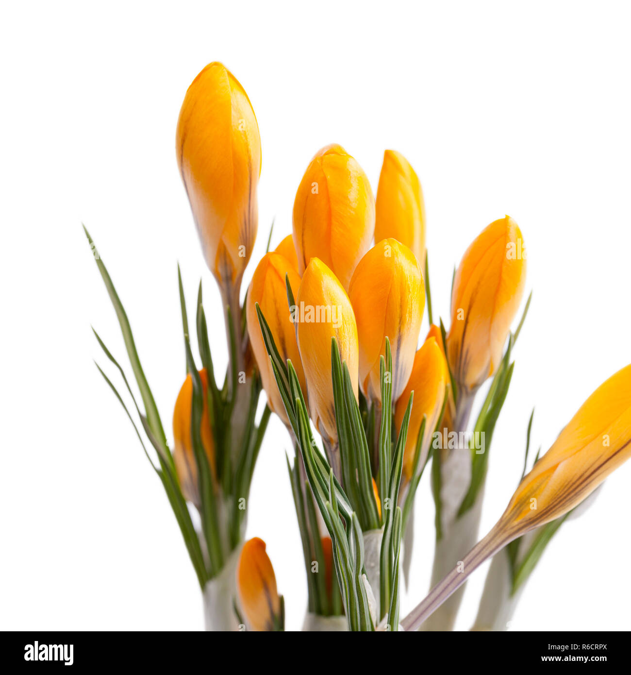 Spring flowers of yellow crocus isolated on white background Stock ...
