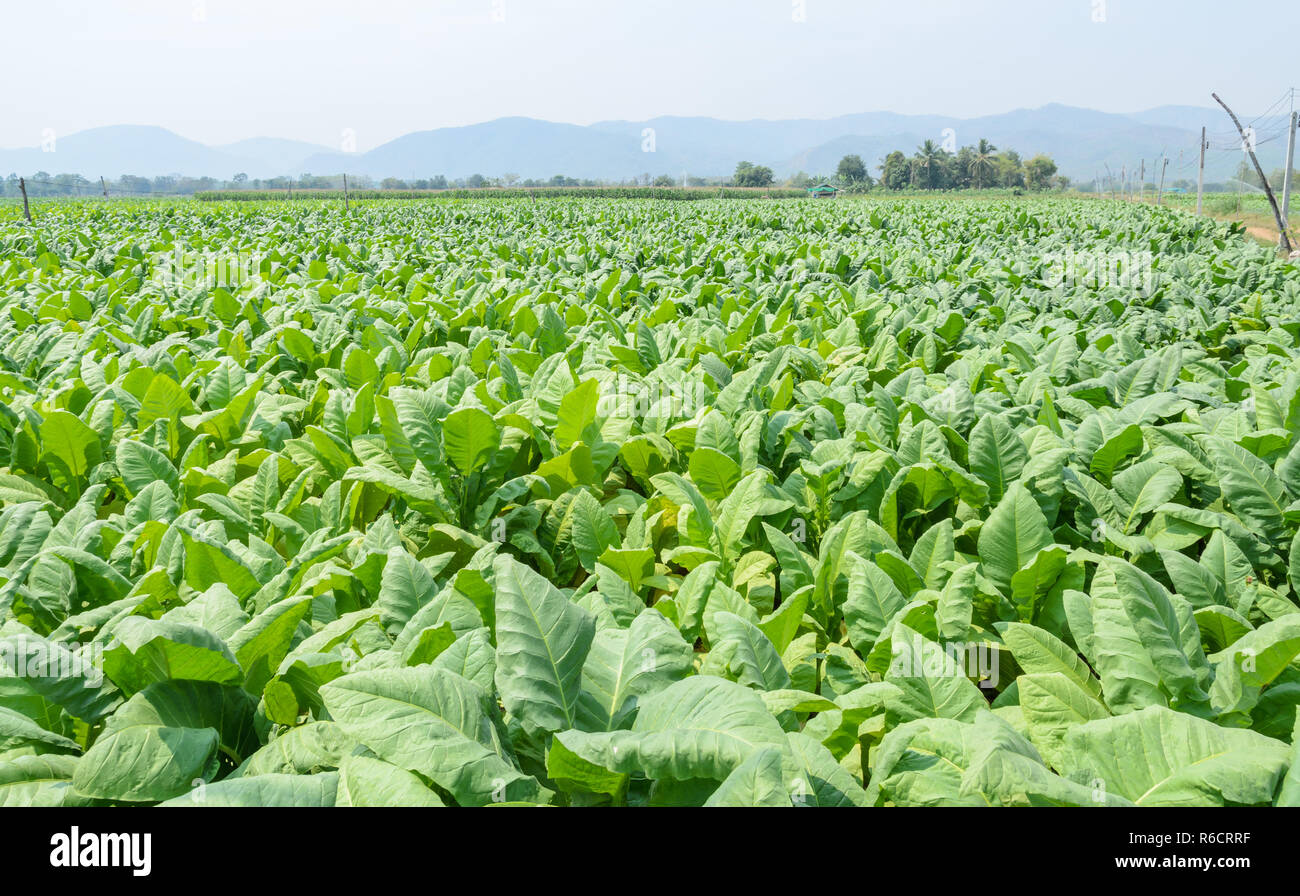 Tobbaco plantation in Thailand Stock Photo - Alamy