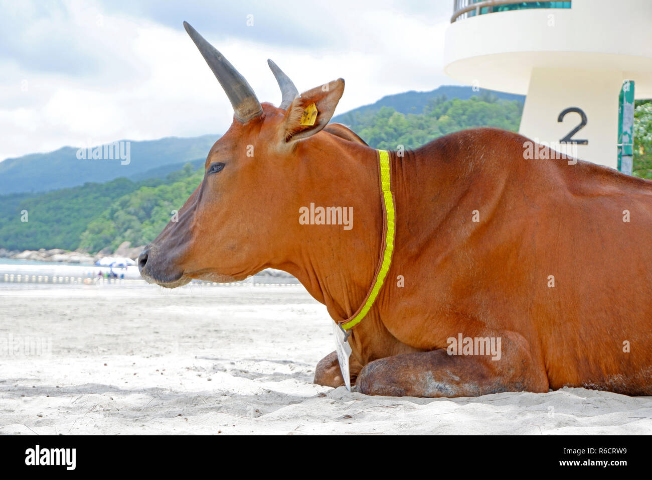 The brown old sitting cow is on the beach near the trees and ocean ...