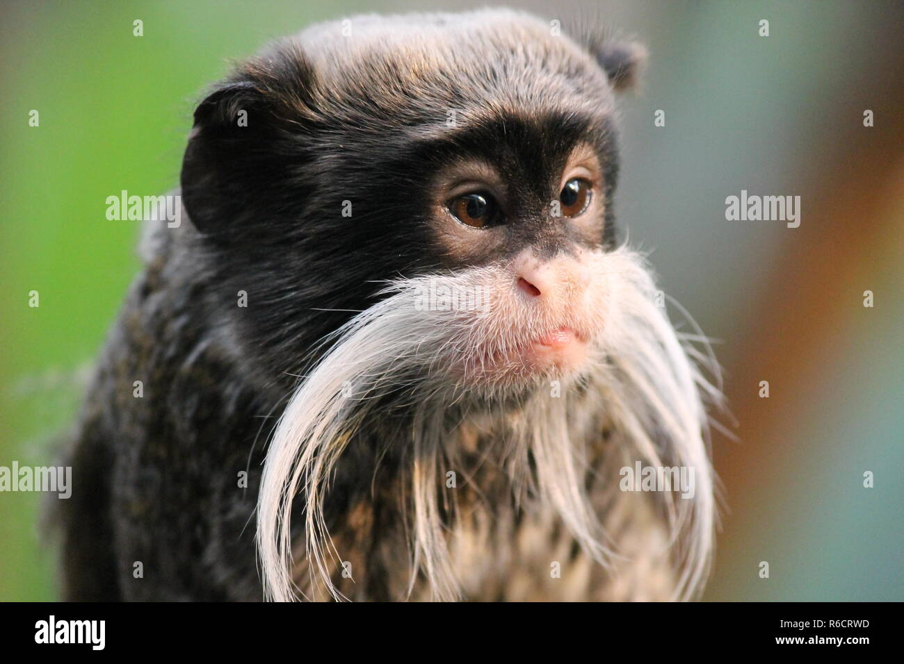 Emperor Tamarin Monkey Funny