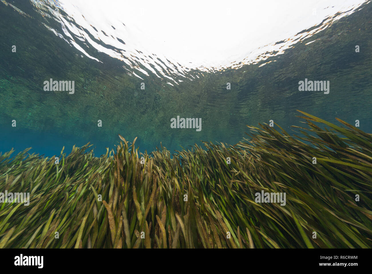 divers underwater caves diving Florida Jackson Blue cave USA Stock ...