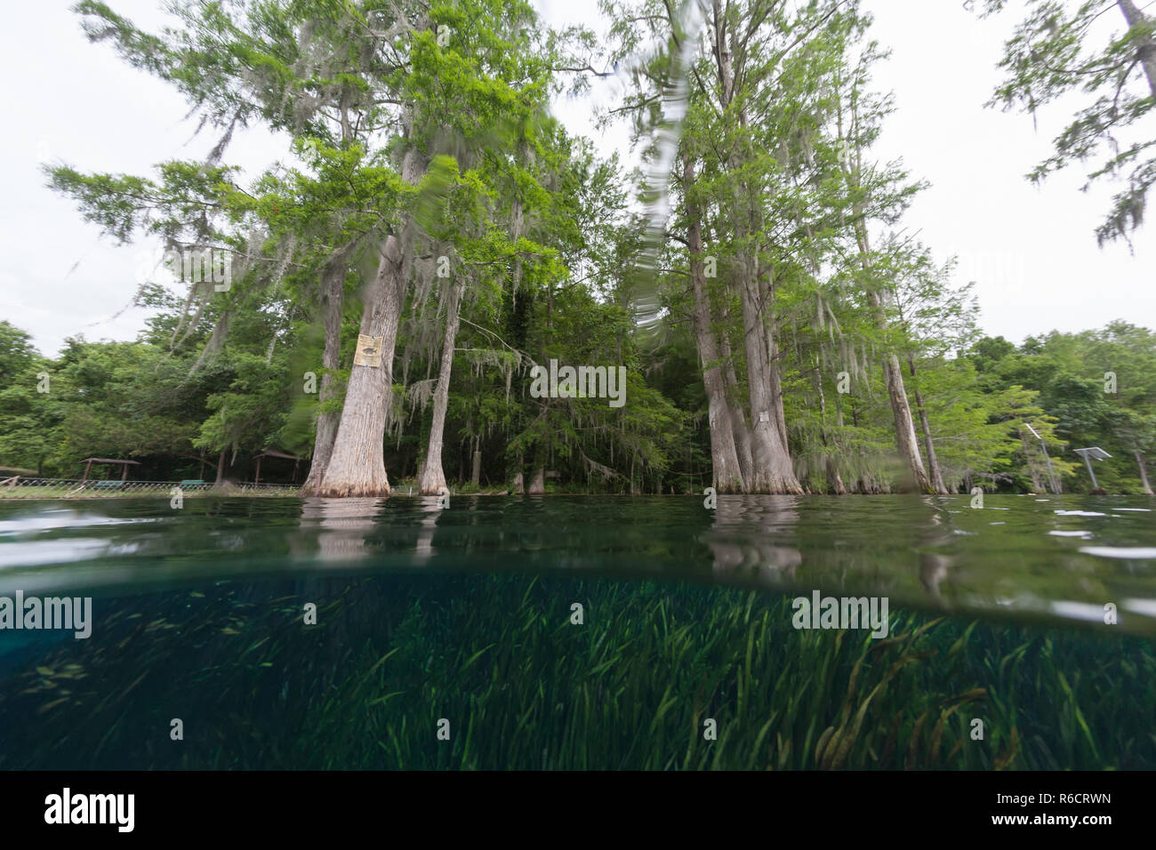 divers underwater caves diving Florida Jackson Blue cave USA Stock ...