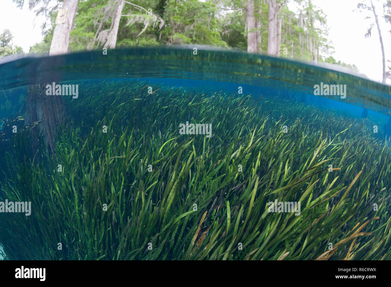 divers underwater caves diving Florida Jackson Blue cave USA Stock ...