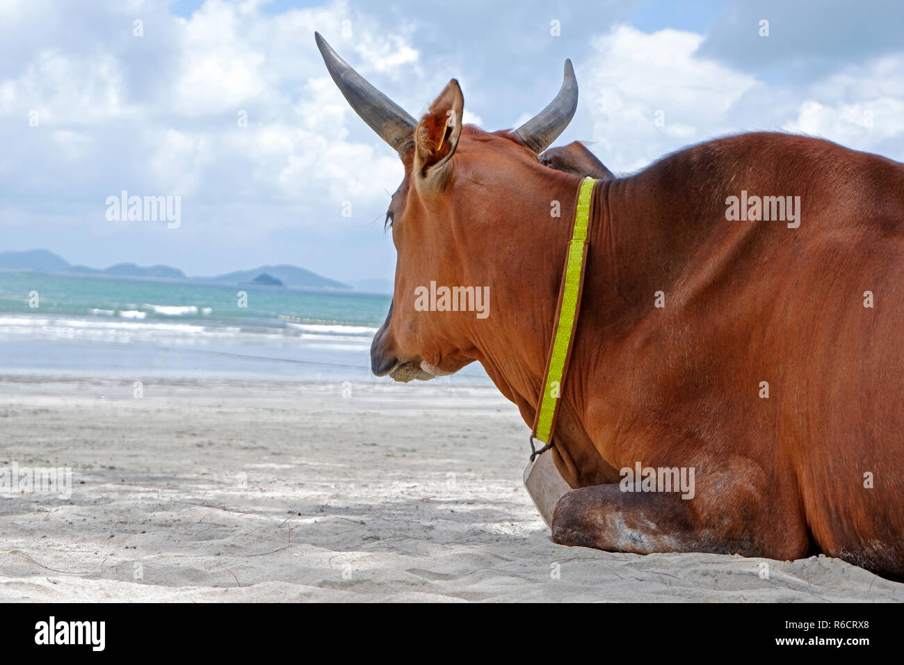 The brown old sitting cow is on the beach near the trees and ocean ...
