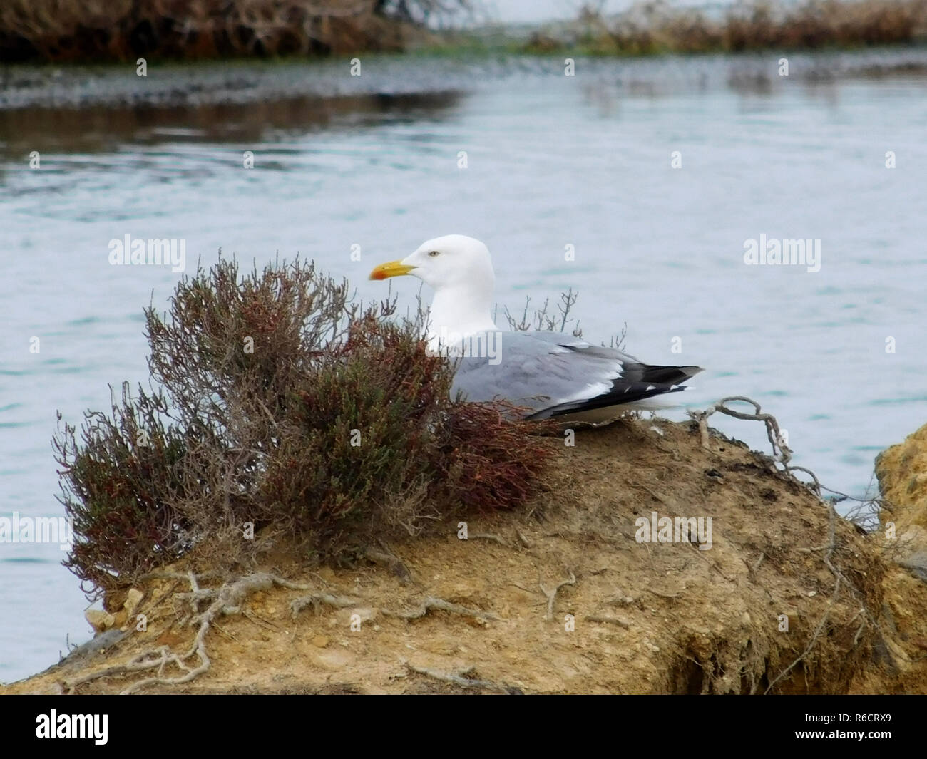 Seagul wallpaper hi-res stock photography and images - Alamy