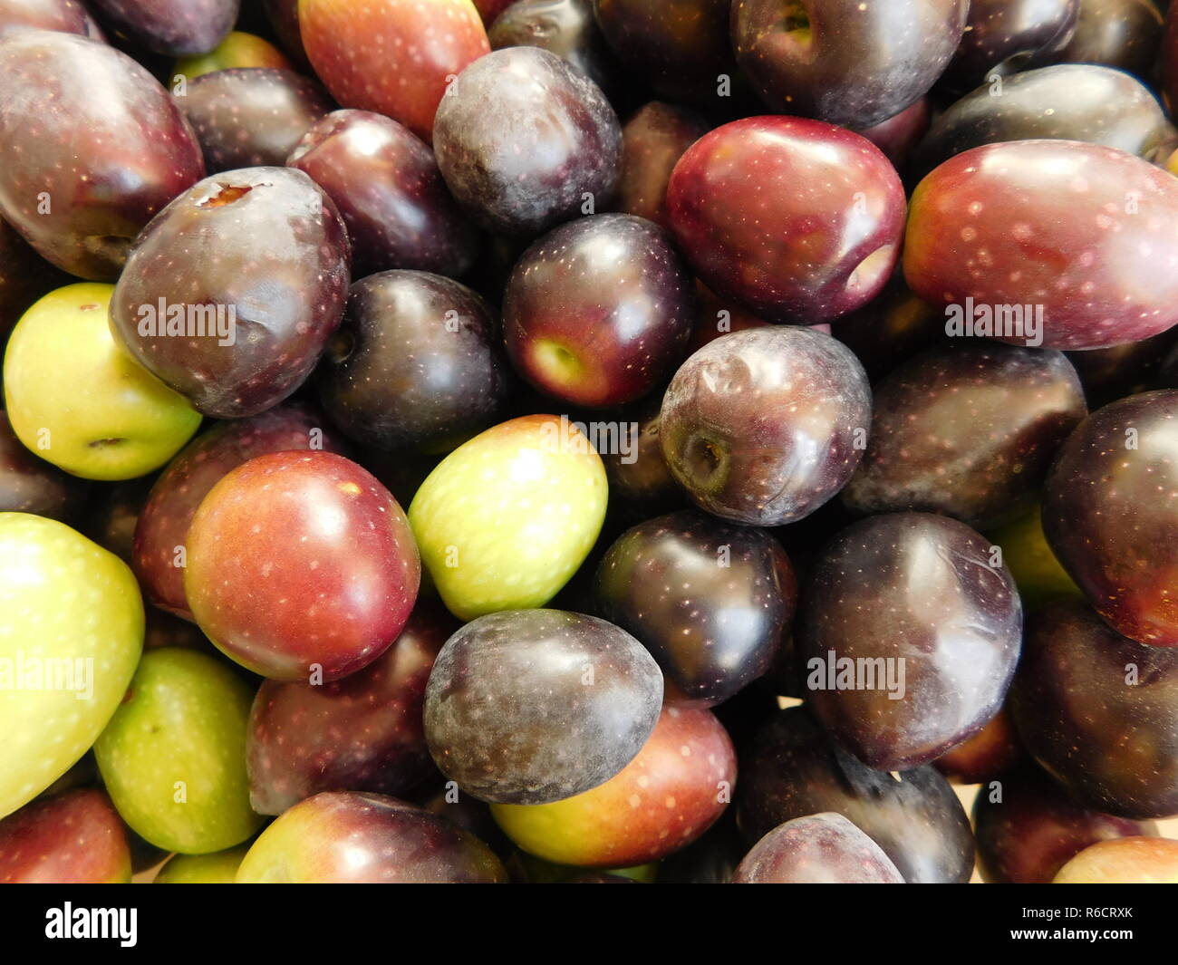Olive seeds for farming hi-res stock photography and images - Alamy