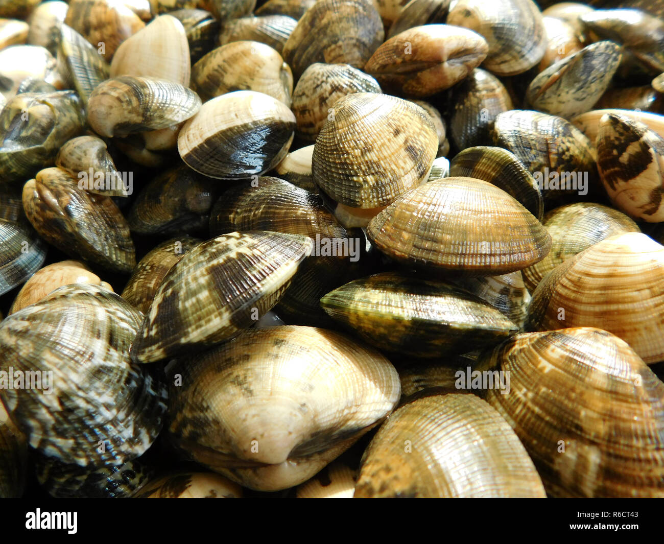 Group raw clams texture hi-res stock photography and images - Alamy