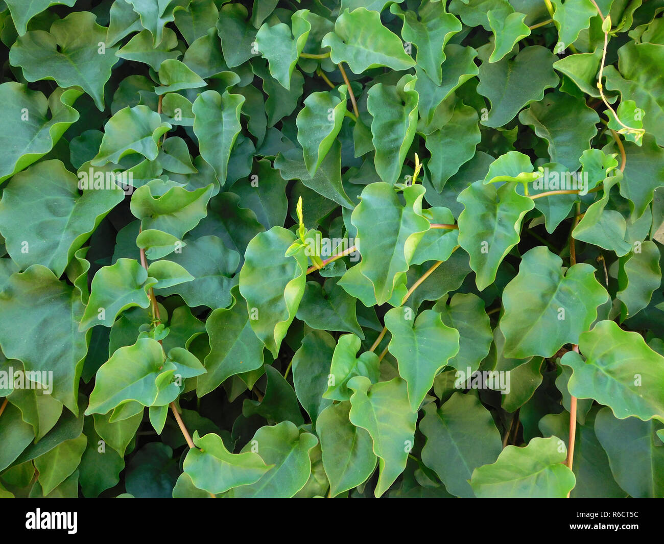 texture of leaves Stock Photo - Alamy