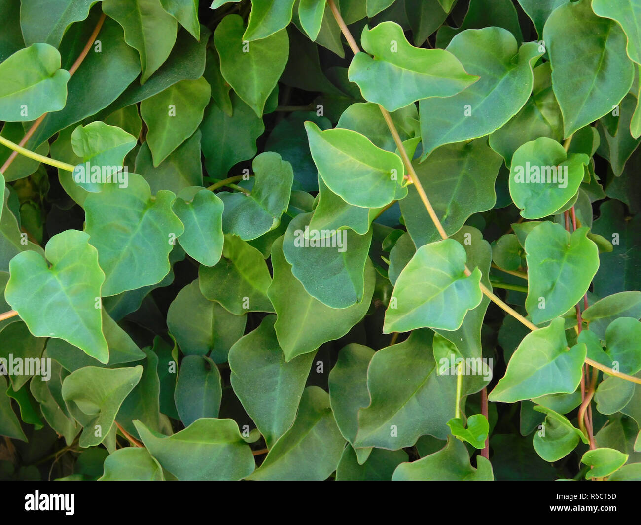 texture of leaves Stock Photo - Alamy