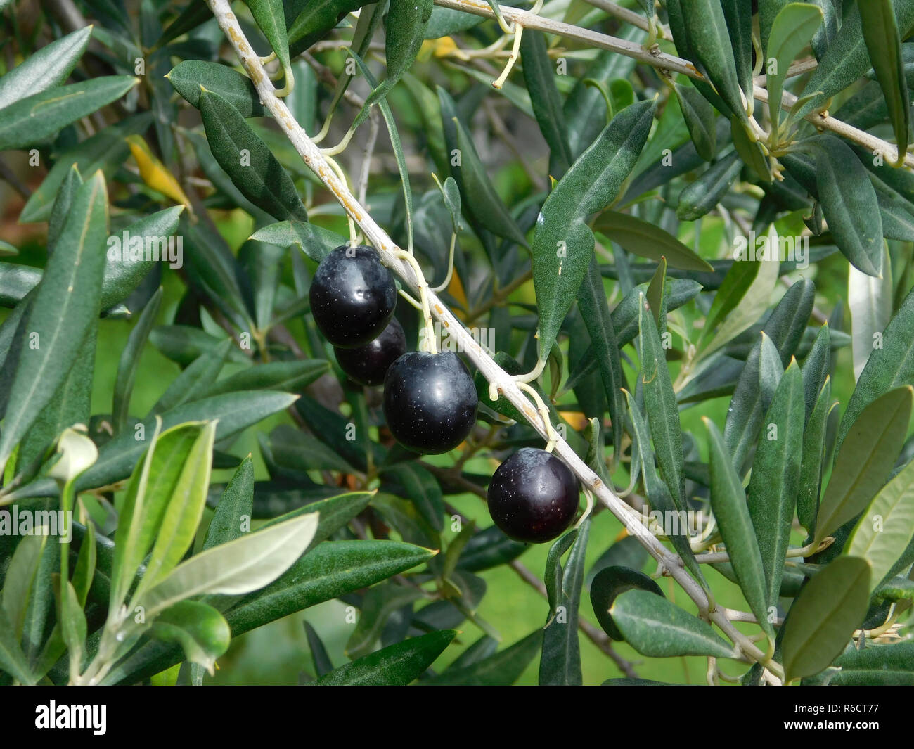 Olive market sicilia italy hi-res stock photography and images - Alamy