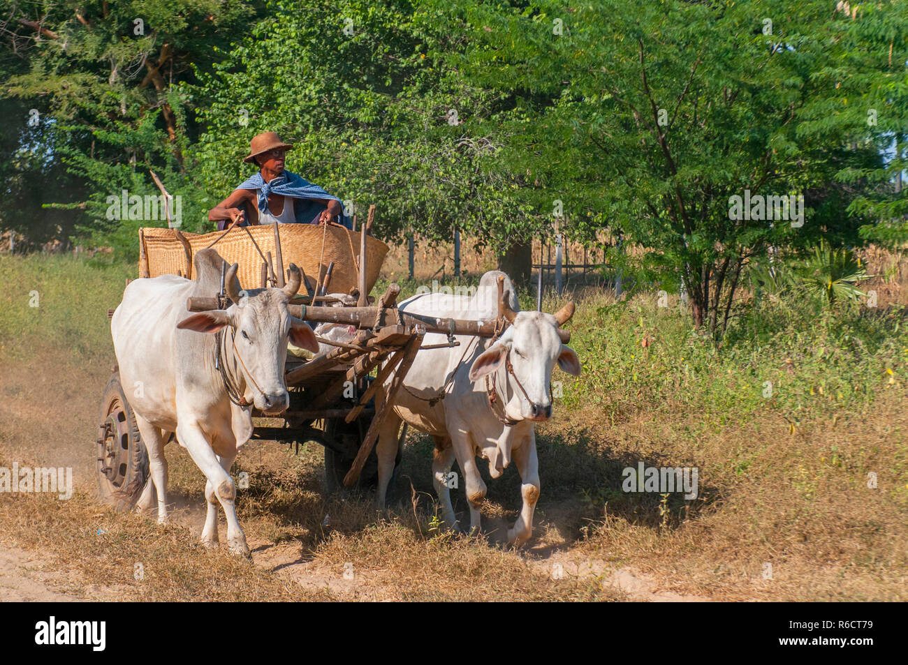 Burmese Rural Man Driving Wooden Cart With Hay On Dusty Road Drawn By ...
