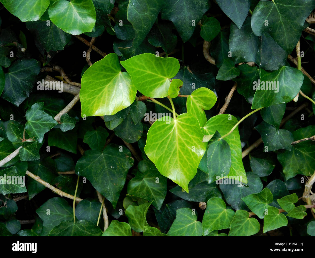 texture of leaves Stock Photo - Alamy