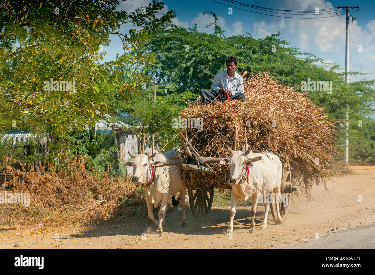 Bull pulling cart hi-res stock photography and images - Alamy