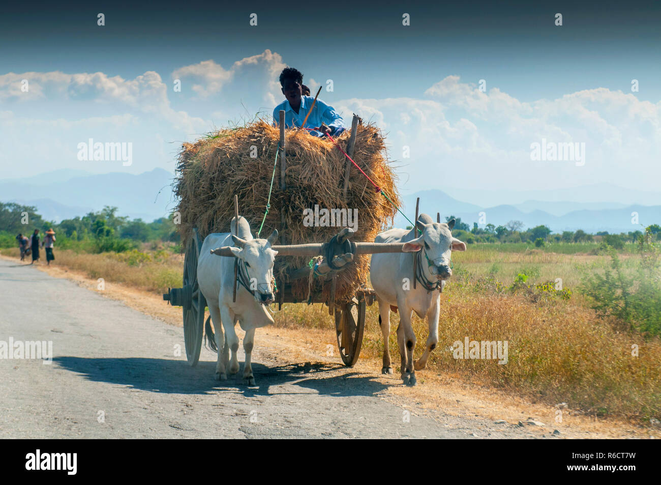 Buffalo pulling cart hi-res stock photography and images - Alamy