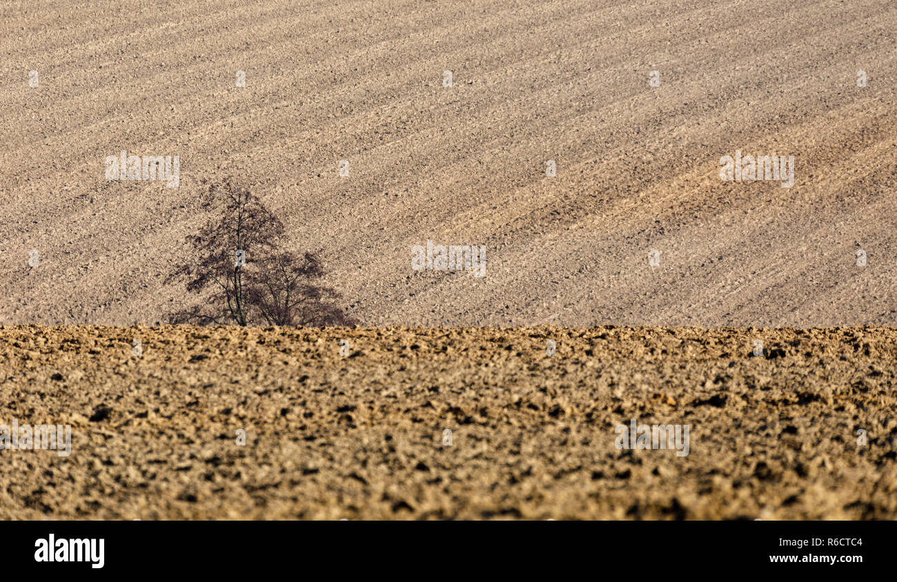 alone tree in front of spring field Stock Photo - Alamy