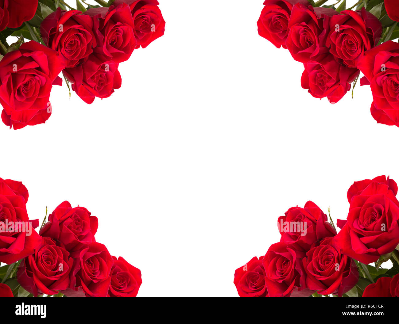 Red roses as frame on white background Stock Photo - Alamy