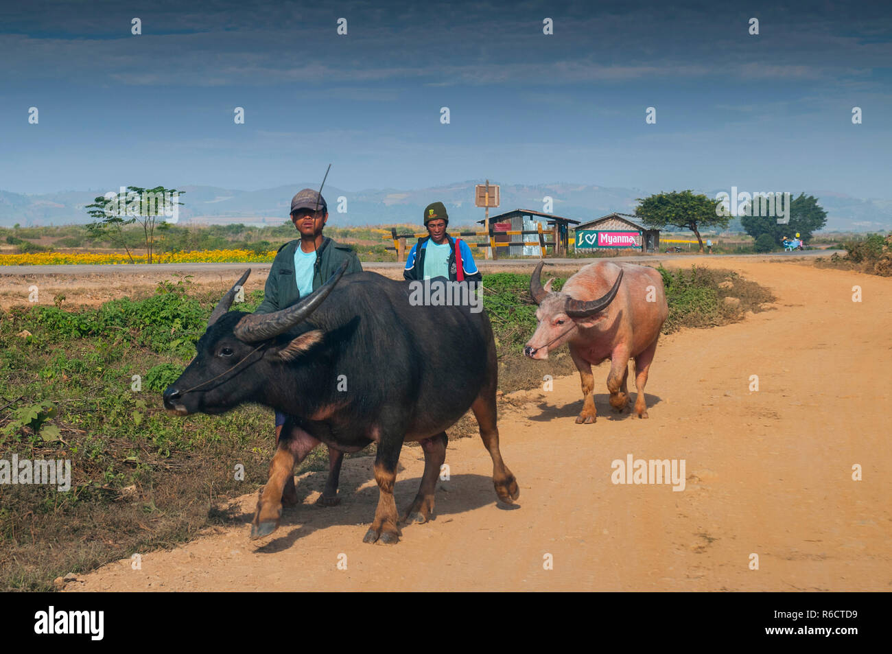 Farmer With Water Buffalo In The Shan State Of Myanmar, Burma Stock ...
