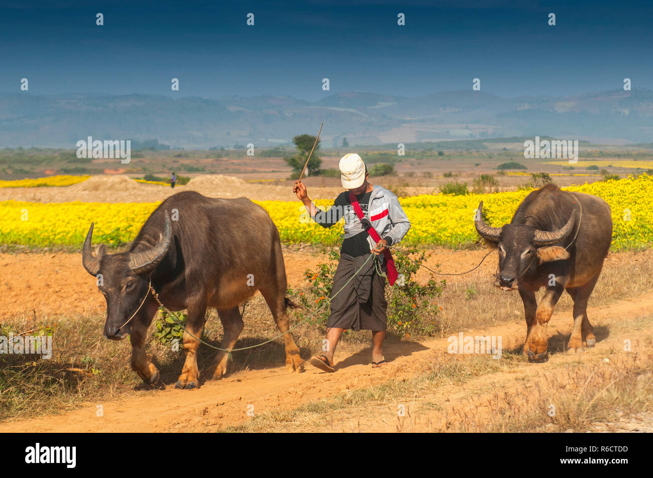 Buffalo husbandry hi-res stock photography and images - Alamy