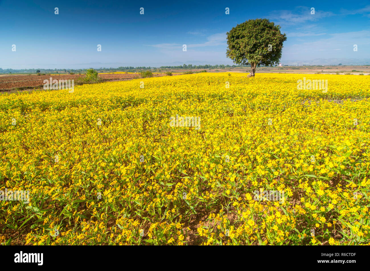 Yellow Sesame Flower Fields And Tree Near Inle Lake In Myanmar Stock ...