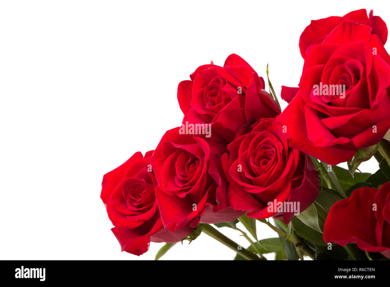 Red roses on white background Stock Photo - Alamy