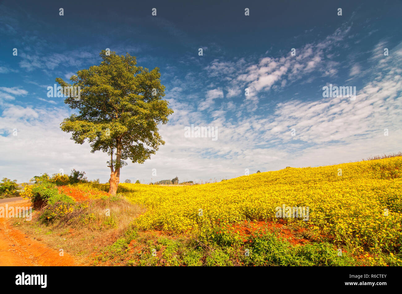Yellow Sesame Flower Fields And Tree Near Inle Lake In Myanmar Stock ...