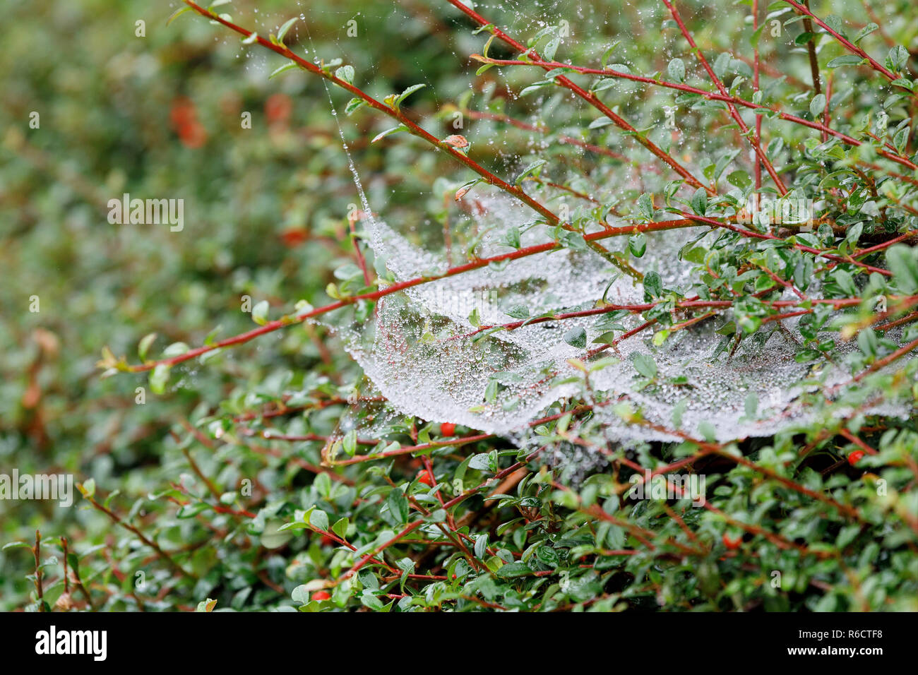 water drop on spider web Stock Photo - Alamy